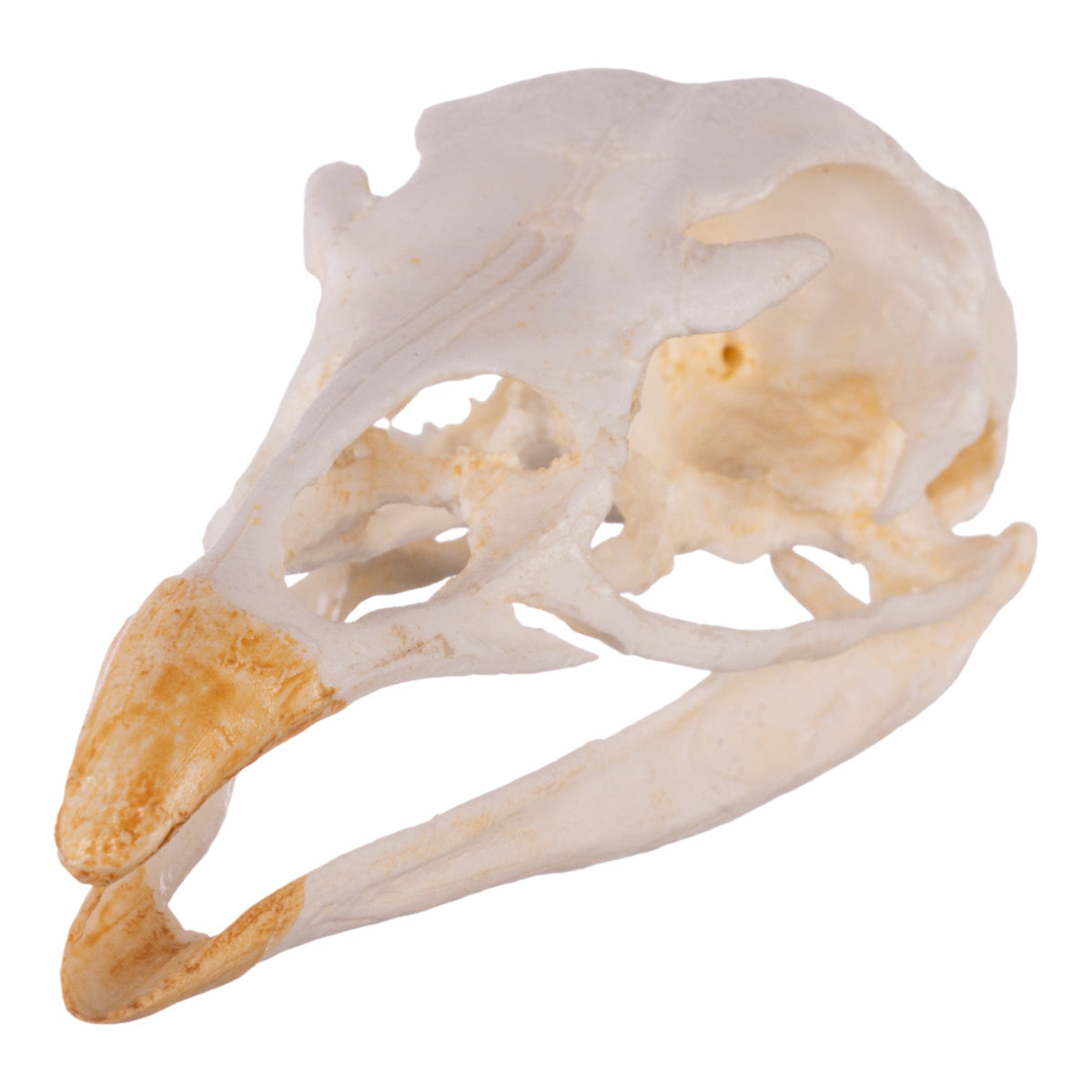 Replica Turkey Skull For Sale — Skulls Unlimited International, Inc.