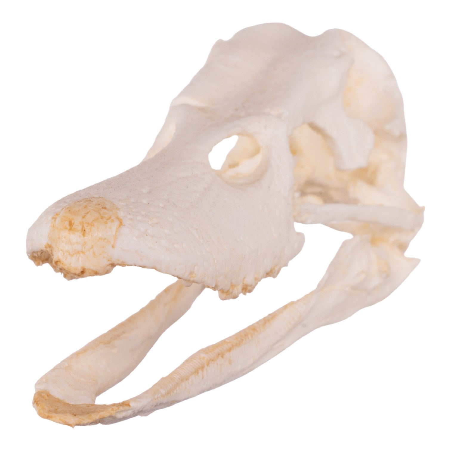 Replica Duck Skull For Sale — Skulls Unlimited International, Inc.