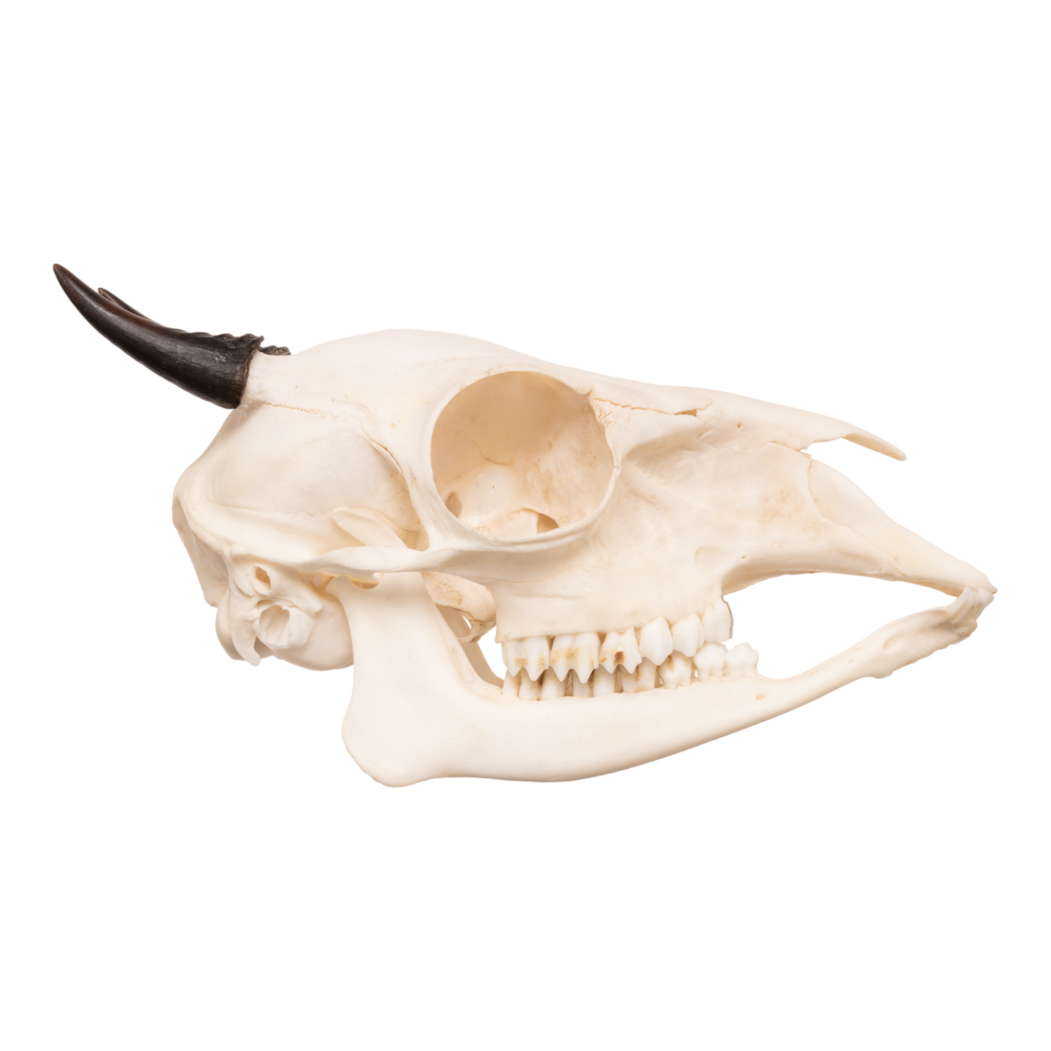 Real Blue Duiker Skull — Skulls Unlimited International, Inc.