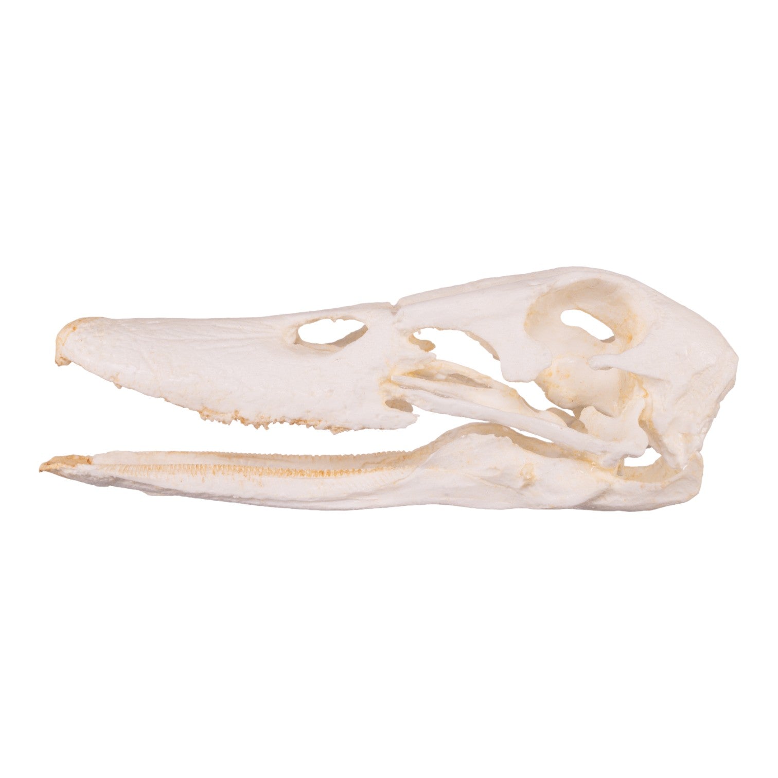 Replica Duck Skull For Sale — Skulls Unlimited International, Inc.