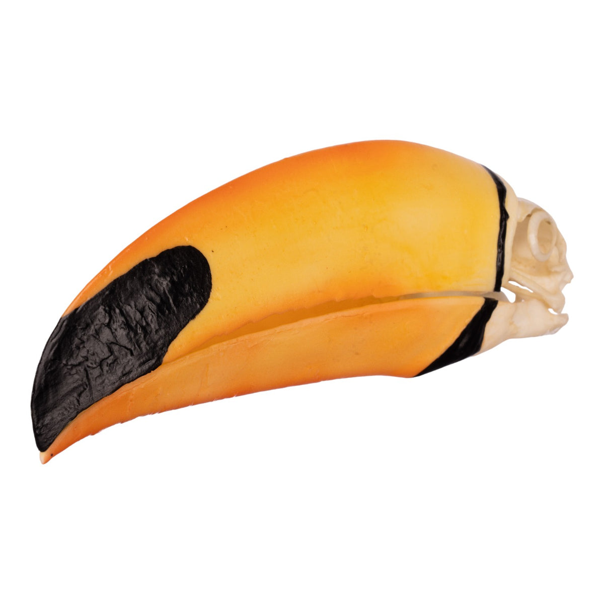 Replica Toco Toucan Skull For Sale — Skulls Unlimited International, Inc.