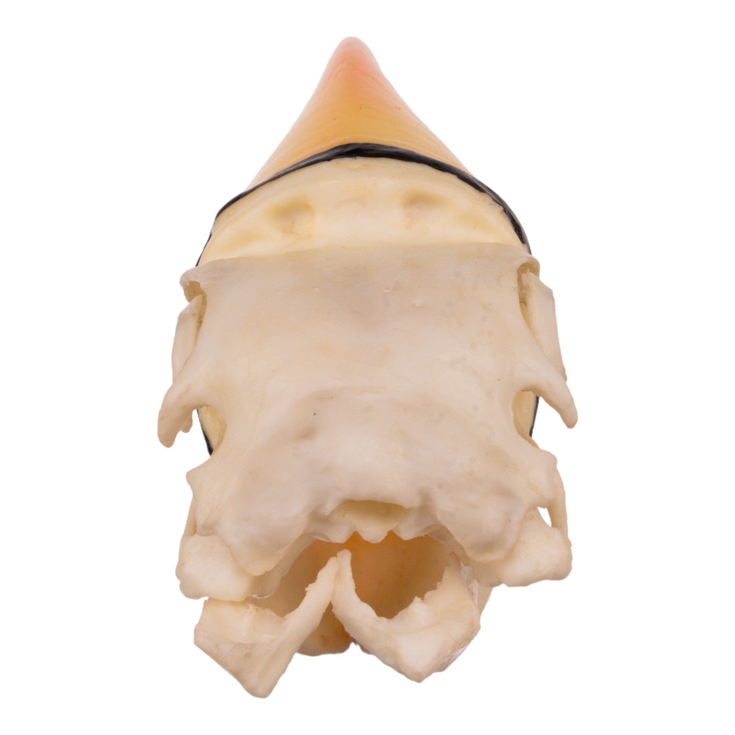 Replica Toco Toucan Skull For Sale — Skulls Unlimited International, Inc.
