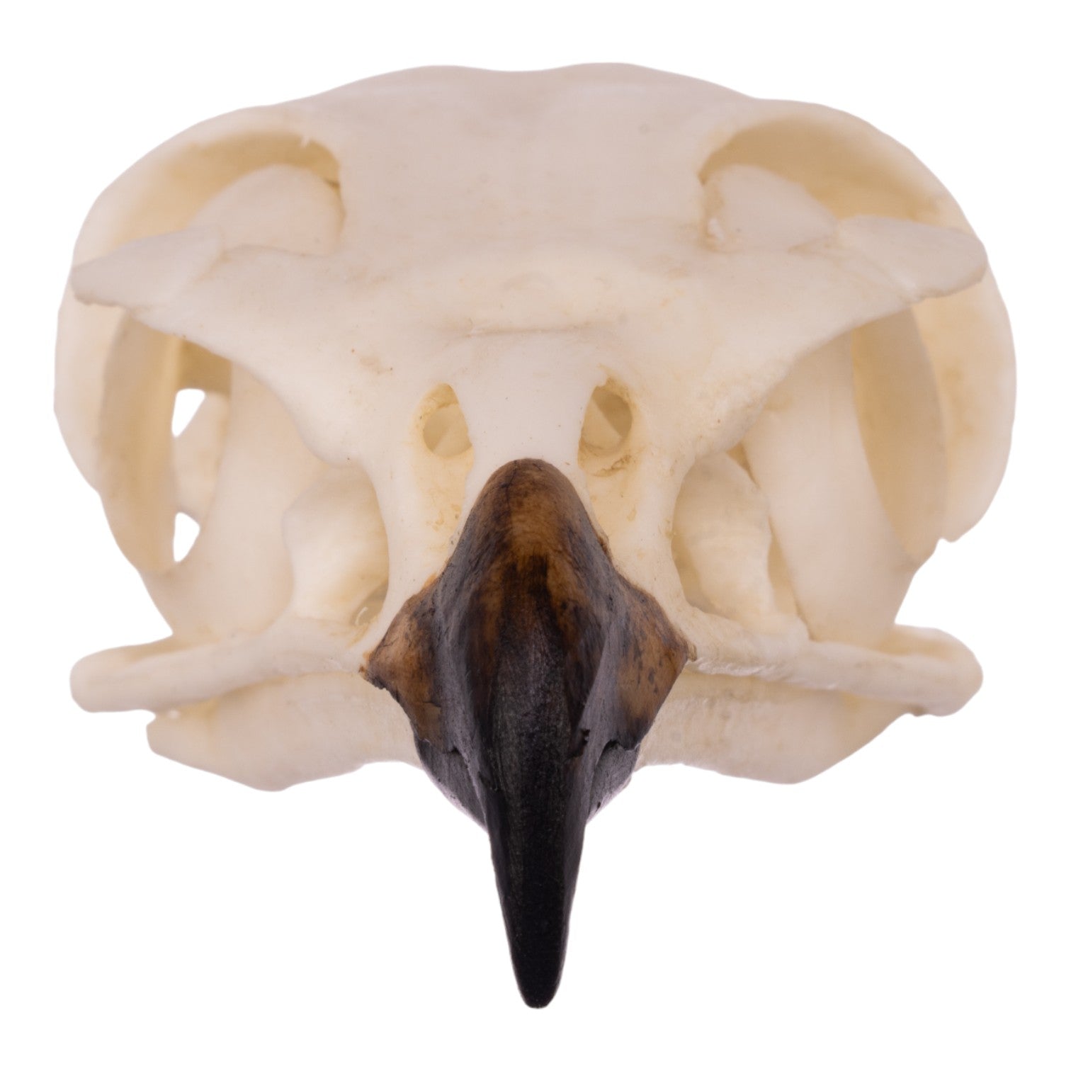 Replica Red-tailed Hawk Skull — Skulls Unlimited International, Inc.
