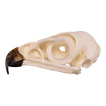 Replica Red-tailed Hawk Skull — Skulls Unlimited International, Inc.