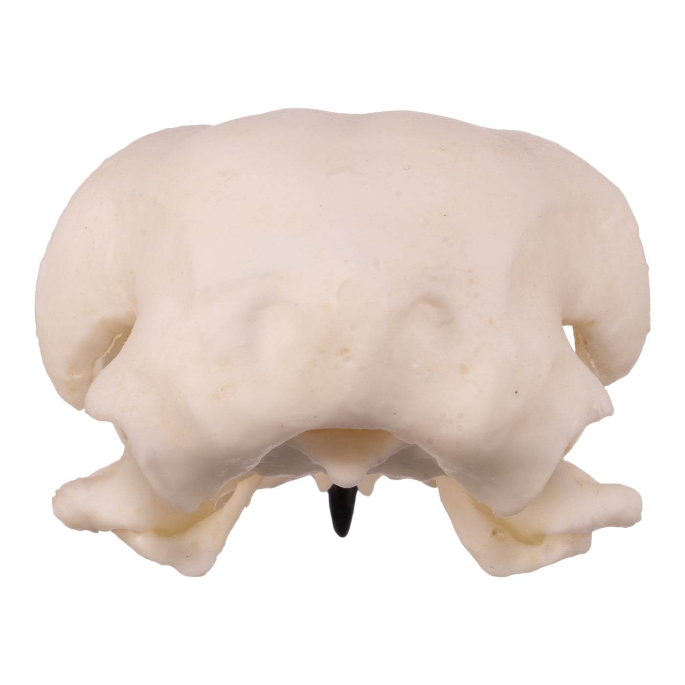 Replica Red-tailed Hawk Skull — Skulls Unlimited International, Inc.