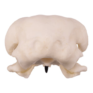 Replica Red-tailed Hawk Skull — Skulls Unlimited International, Inc.