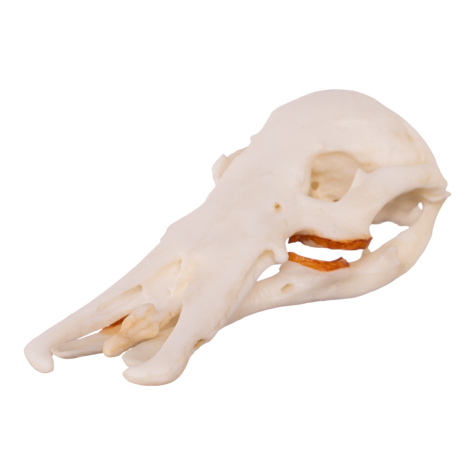Replica Platypus Skull - Male — Skulls Unlimited International, Inc.