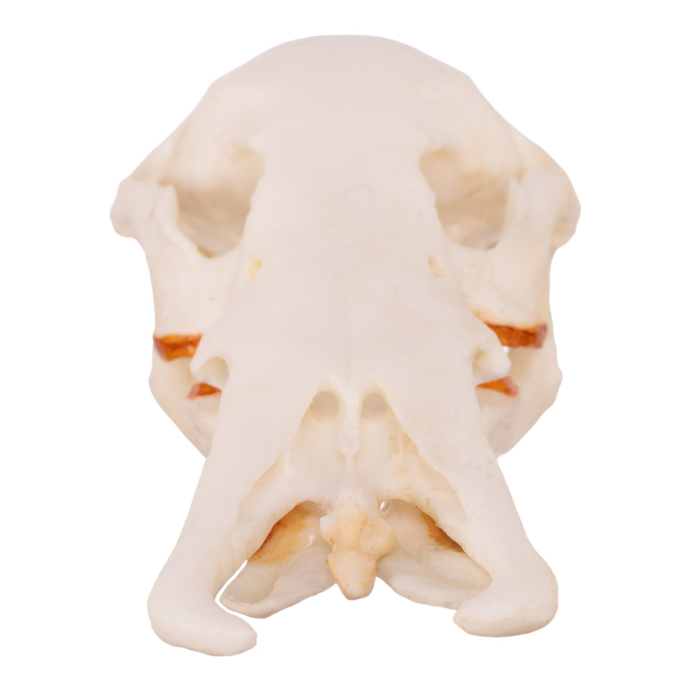 Replica Platypus Skull - Male — Skulls Unlimited International, Inc.