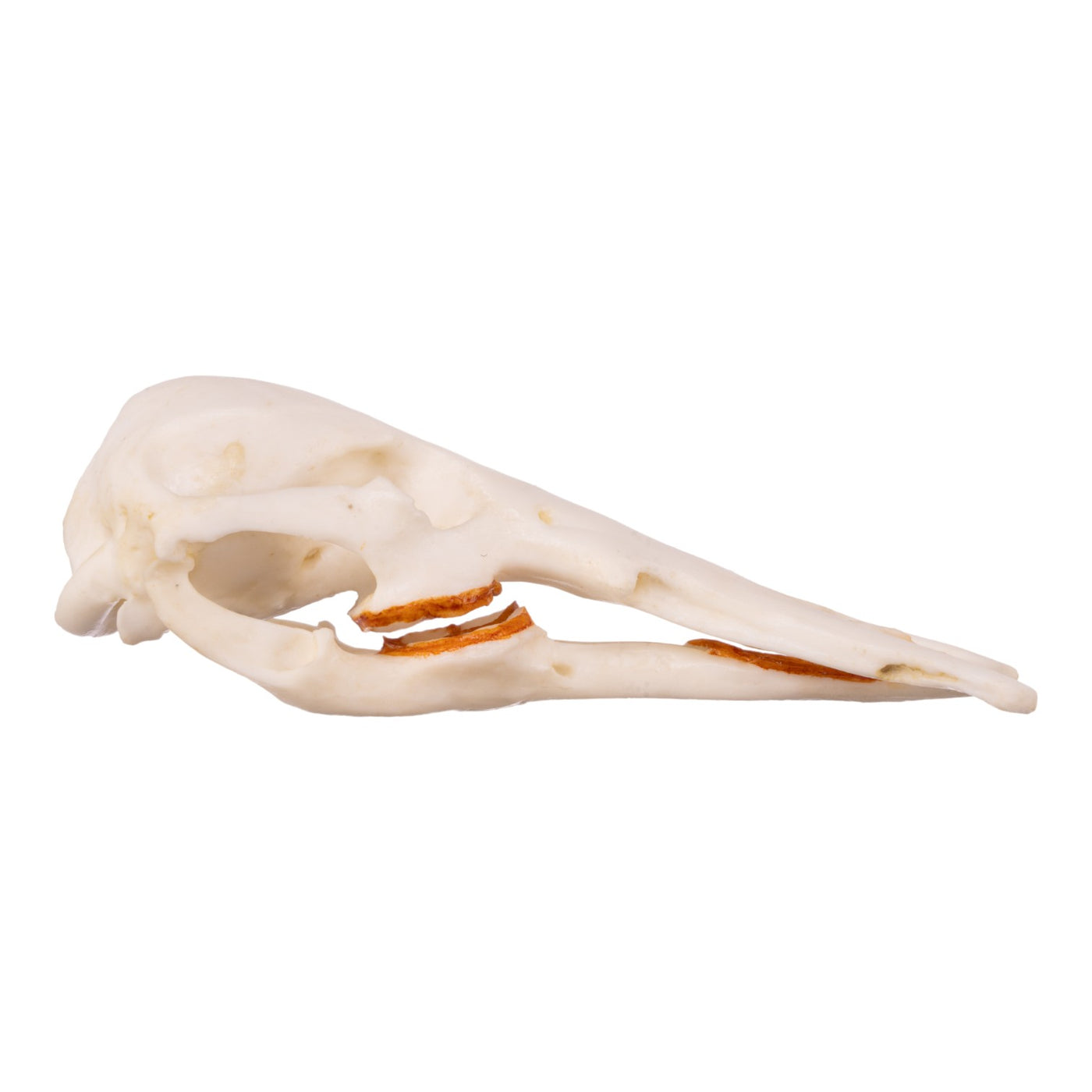 Replica Platypus Skull - Male — Skulls Unlimited International, Inc.