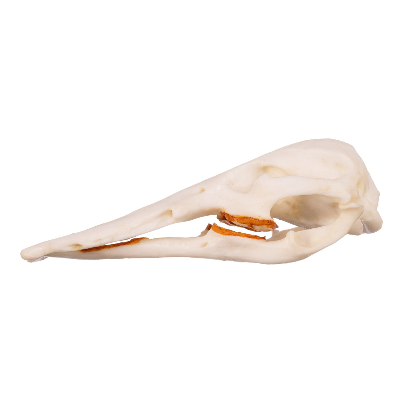 Replica Platypus Skull - Male — Skulls Unlimited International, Inc.