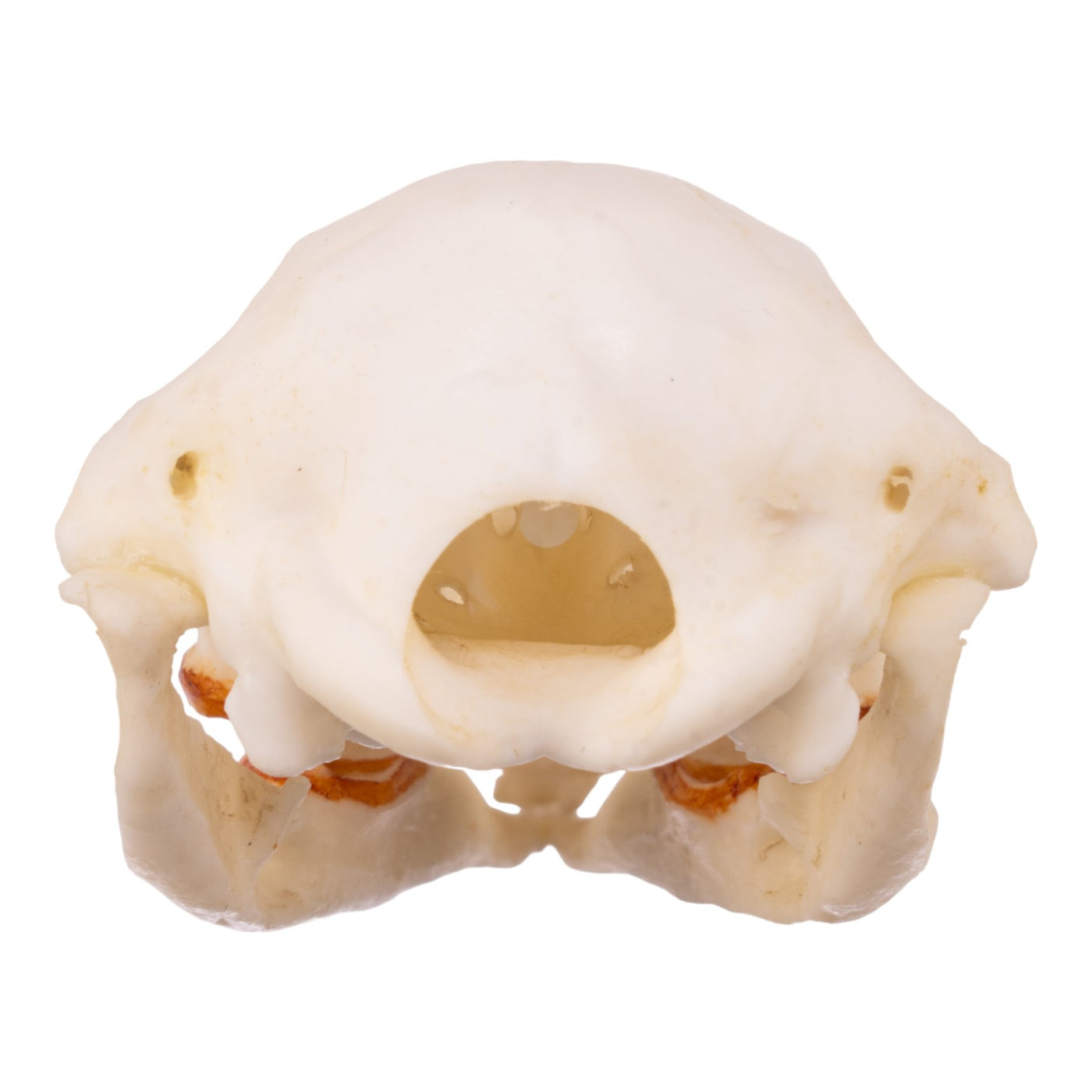Replica Platypus Skull - Male — Skulls Unlimited International, Inc.