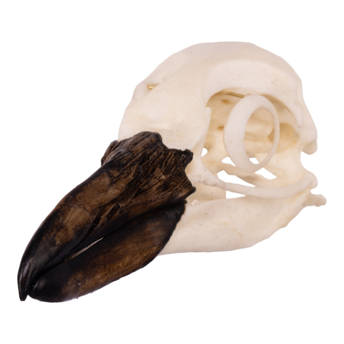 Replica Magellanic Penguin Skull — Skulls Unlimited International, Inc.