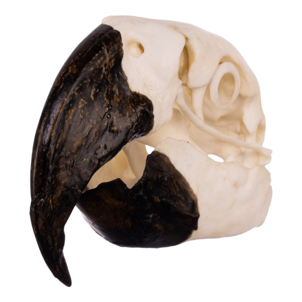 Replica Hyacinth Macaw Skull — Skulls Unlimited International, Inc.