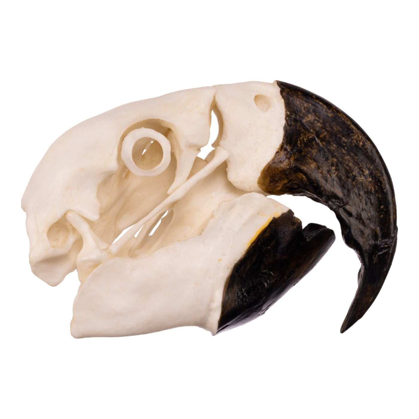 Replica Hyacinth Macaw Skull — Skulls Unlimited International, Inc.