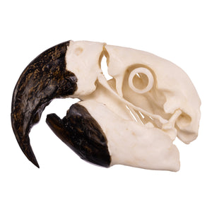 Replica Hyacinth Macaw Skull — Skulls Unlimited International, Inc.