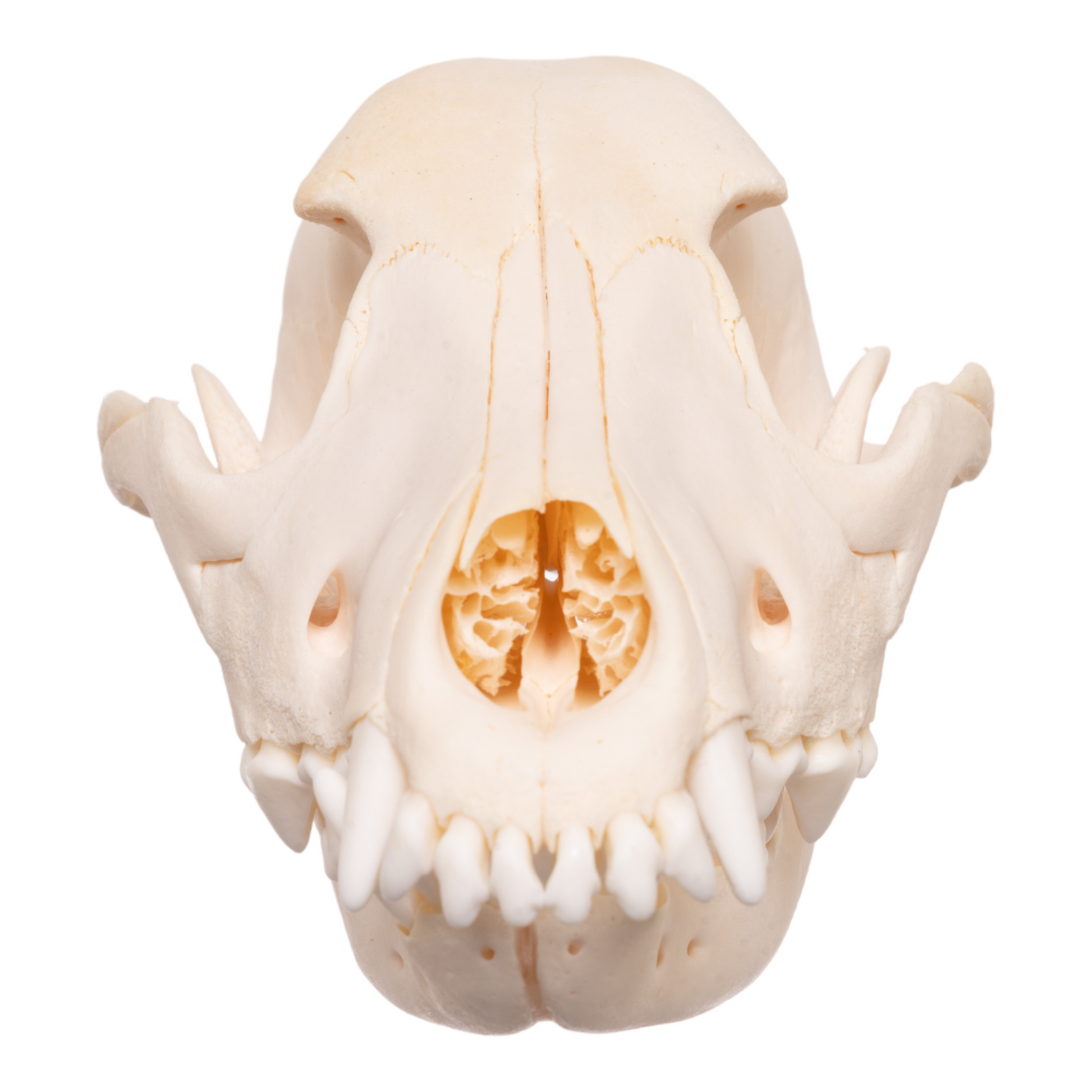 Real Domestic Dog Skull With Overbite For Sale — Skulls Unlimited ...