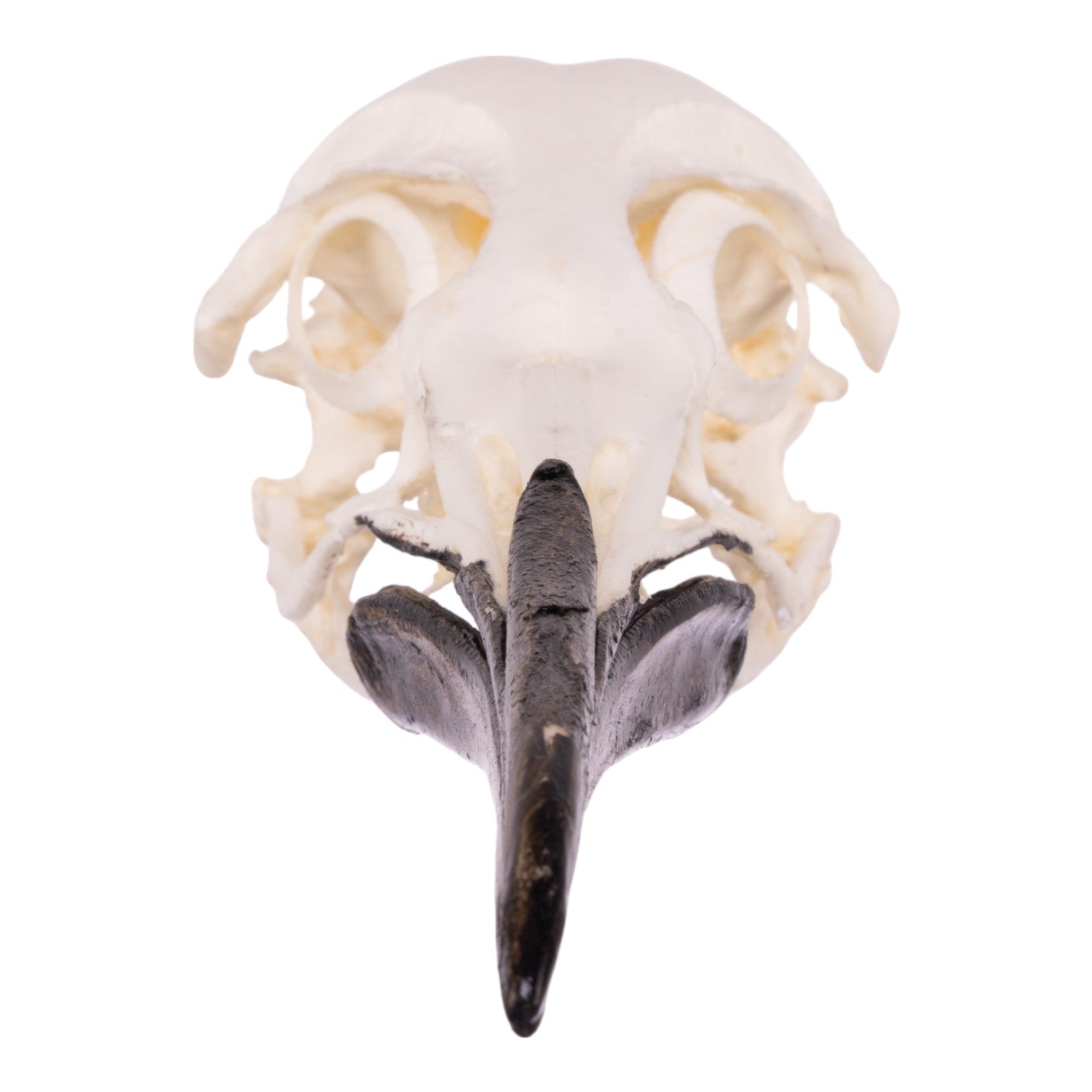 Replica King Penguin Skull For Sale — Skulls Unlimited International, Inc.