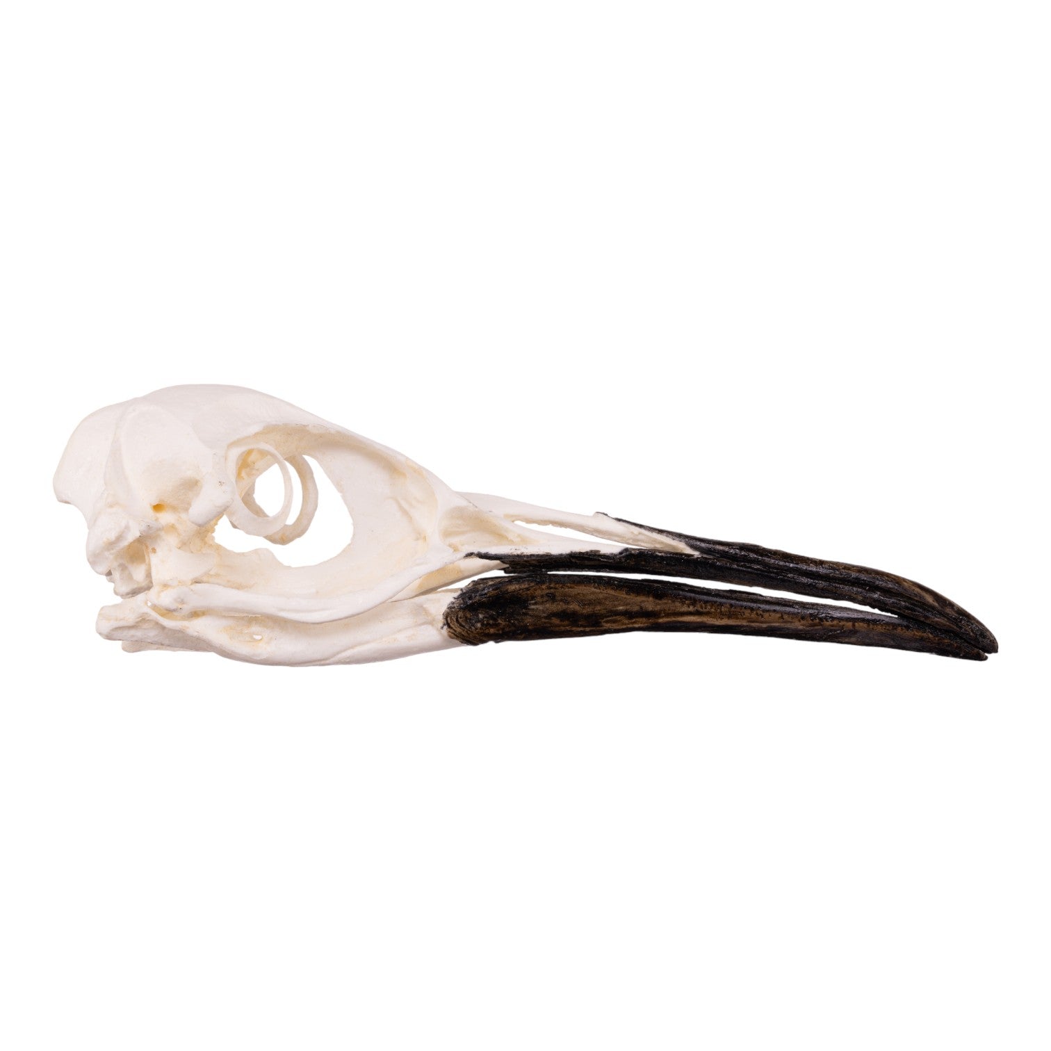 Replica King Penguin Skull For Sale — Skulls Unlimited International, Inc.