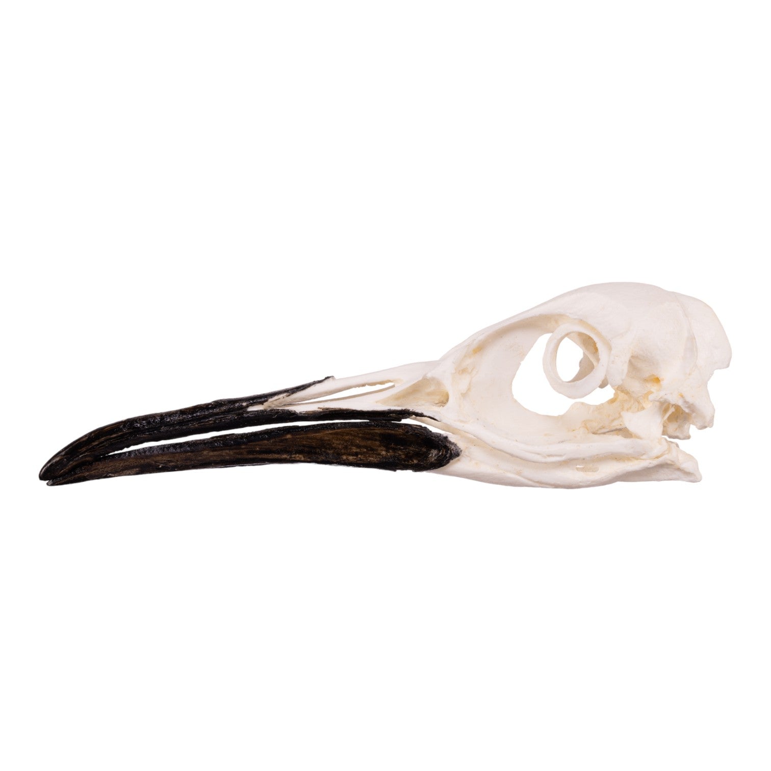 Replica King Penguin Skull For Sale — Skulls Unlimited International, Inc.