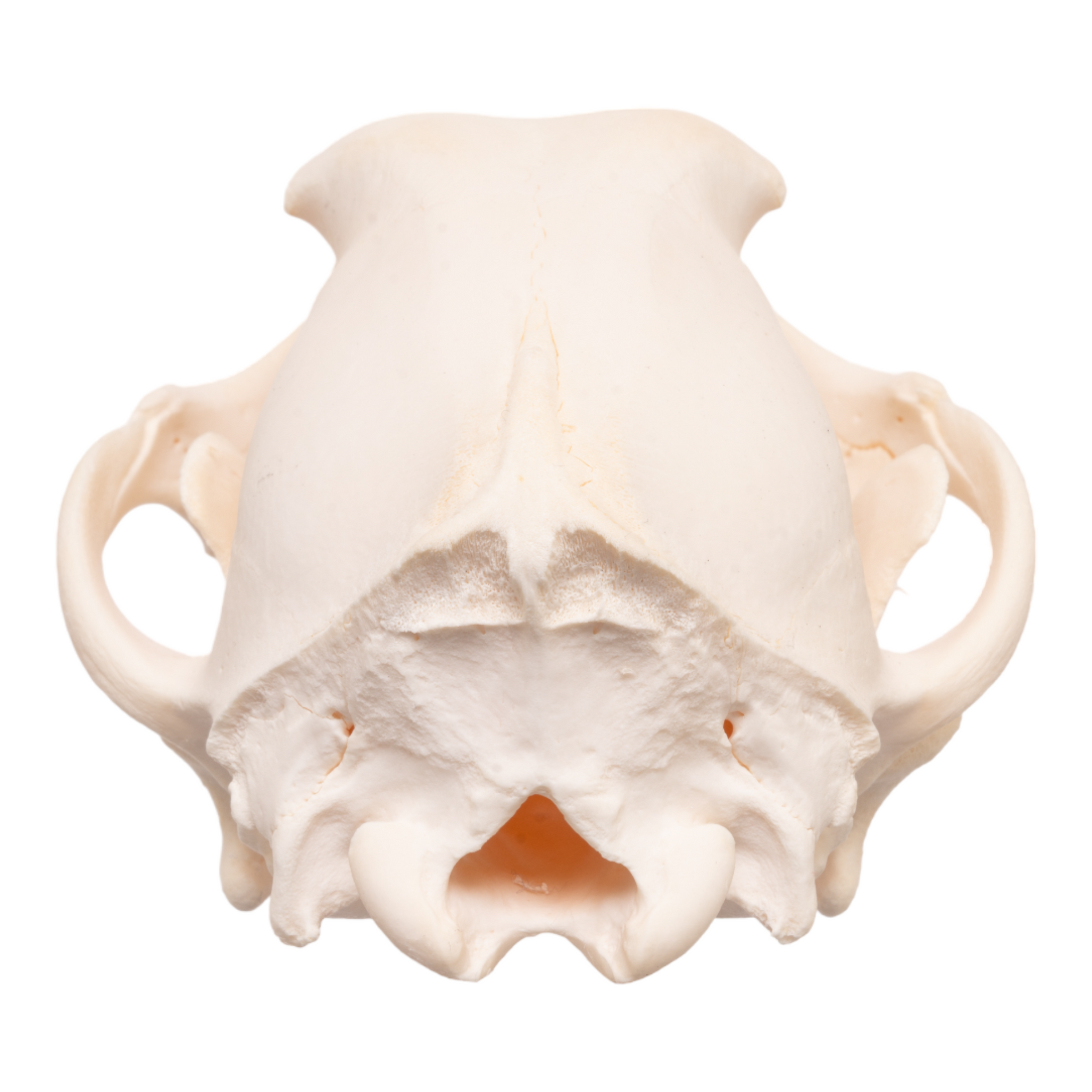 Real Domestic Dog Skull With Overbite For Sale — Skulls Unlimited ...