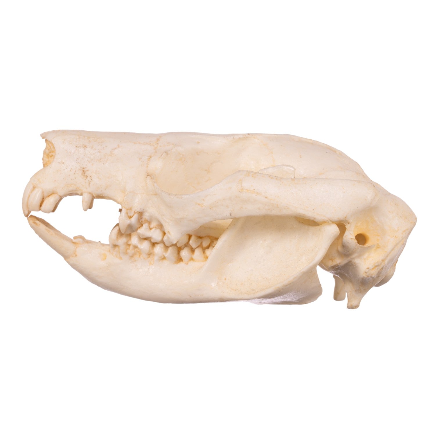 Replica Brush-tail Possum Skull For Sale — Skulls Unlimited ...