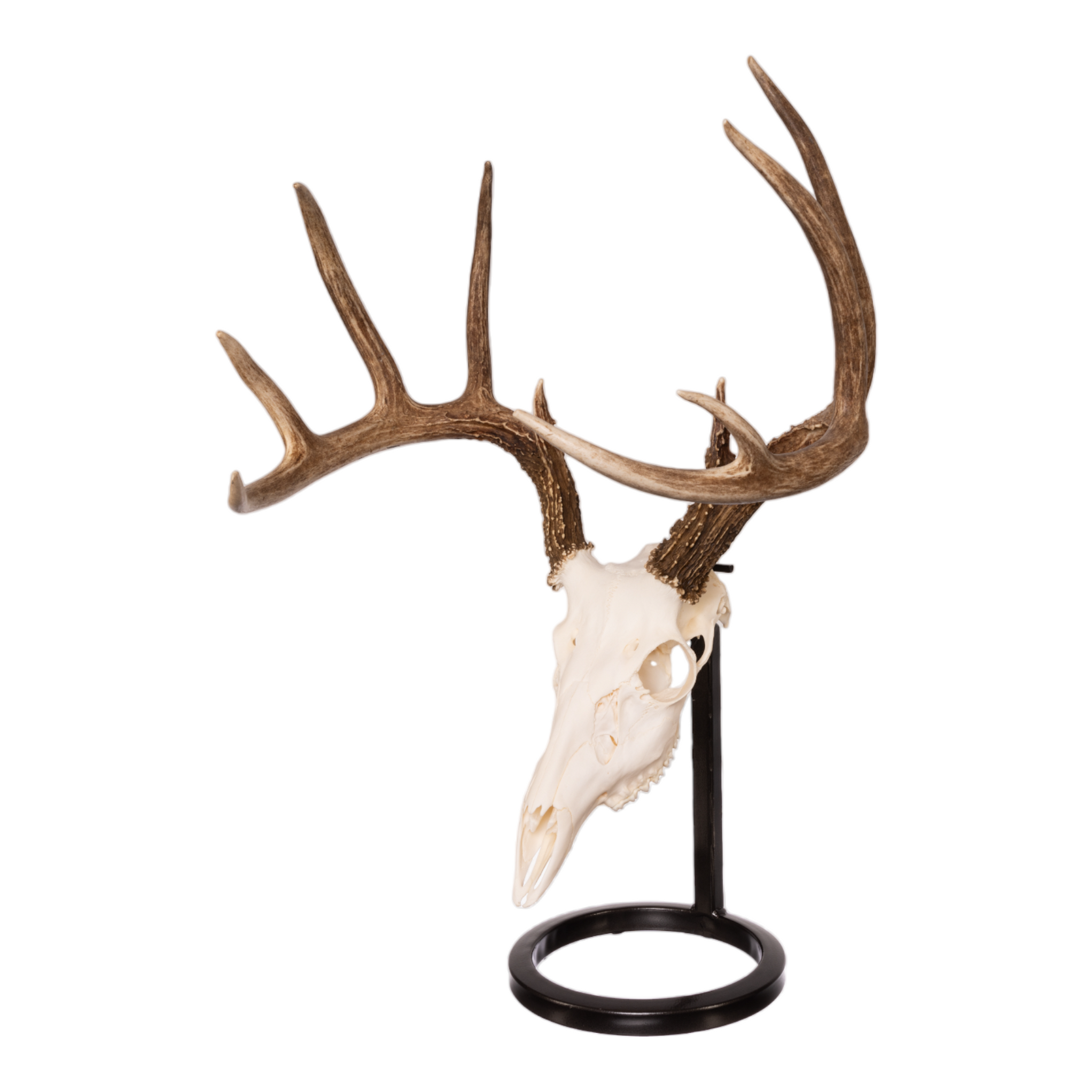 Metal Skull Mount - The Table Bracket Skull Mount — Skulls Unlimited ...