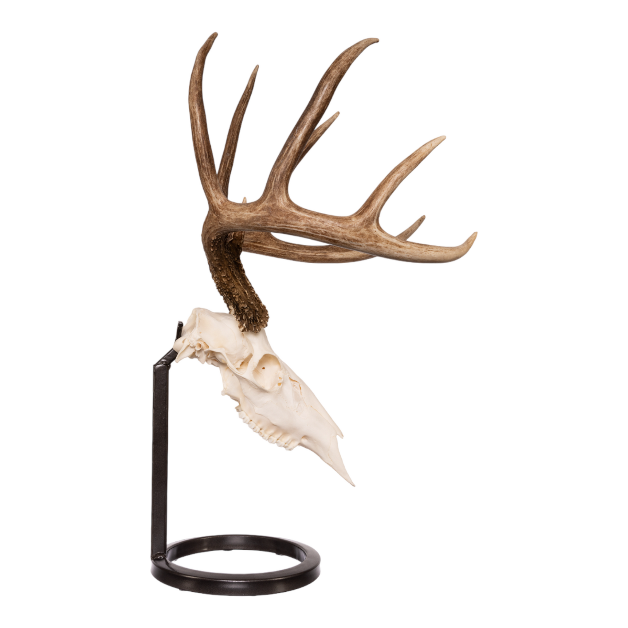 Metal Skull Mount - The Table Bracket Skull Mount — Skulls Unlimited ...