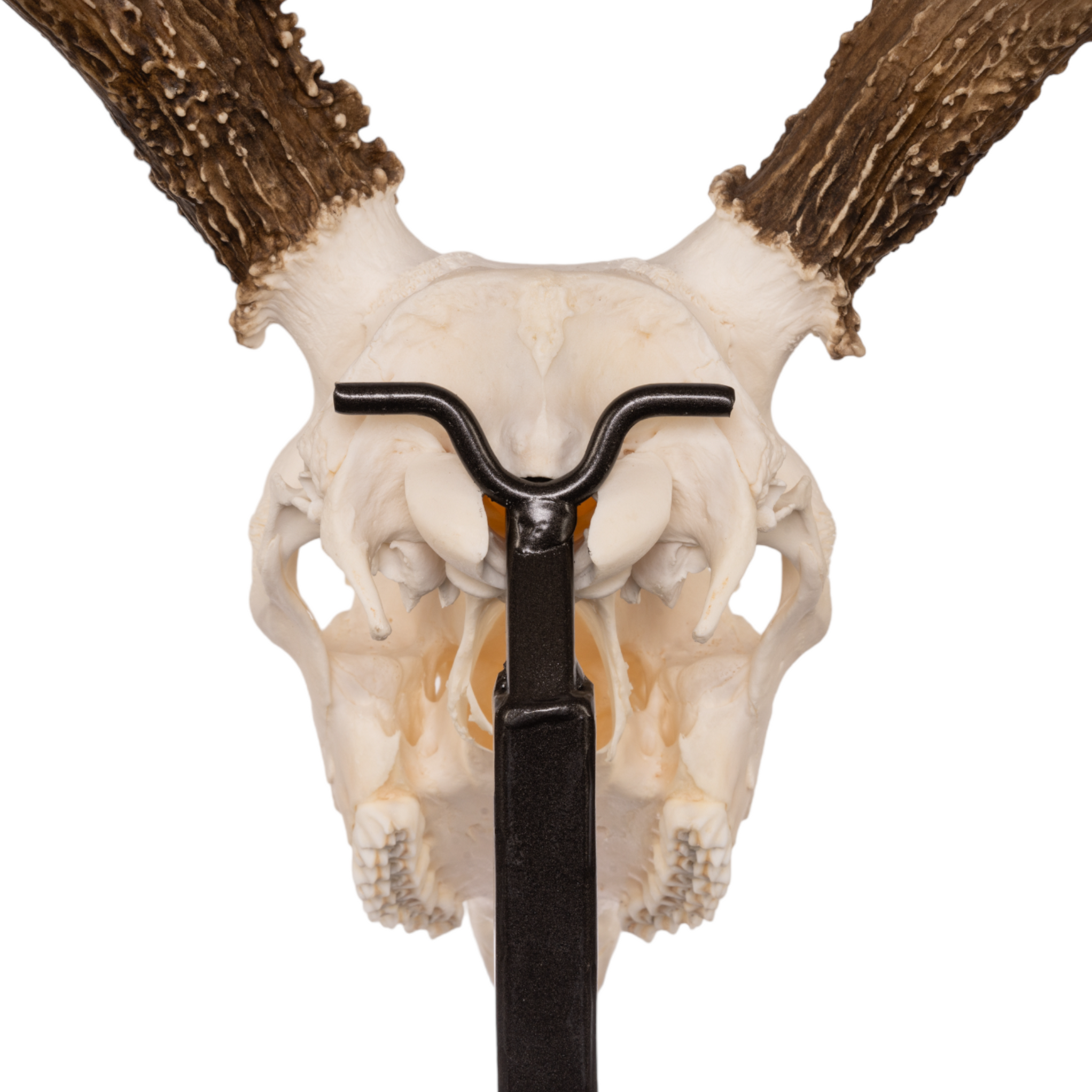 Metal Skull Mount - The Table Bracket Skull Mount — Skulls Unlimited ...