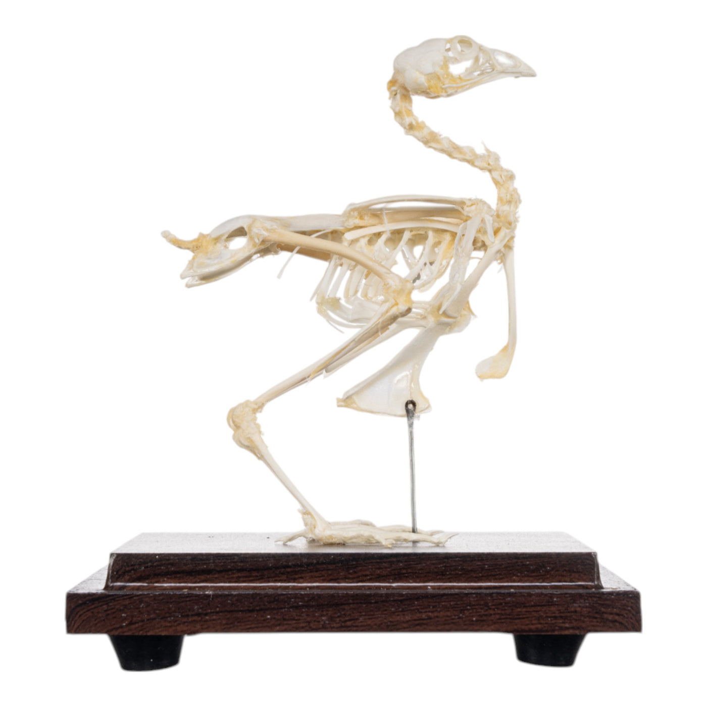 Real Quail Economy Skeleton For Sale — Skulls Unlimited International, Inc.