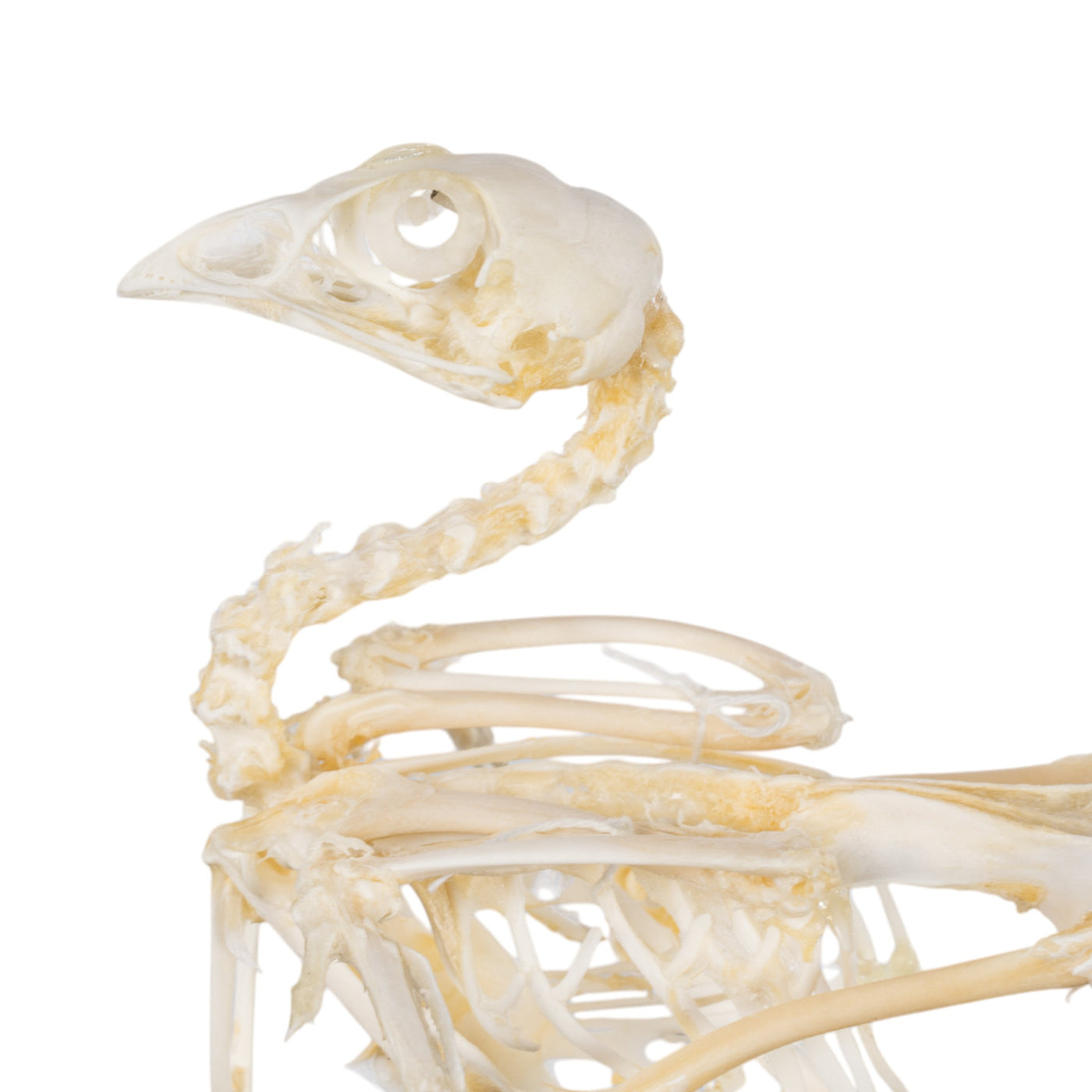 Real Quail Economy Skeleton For Sale — Skulls Unlimited International, Inc.