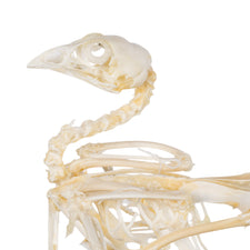Real Quail Economy Skeleton For Sale — Skulls Unlimited International, Inc.