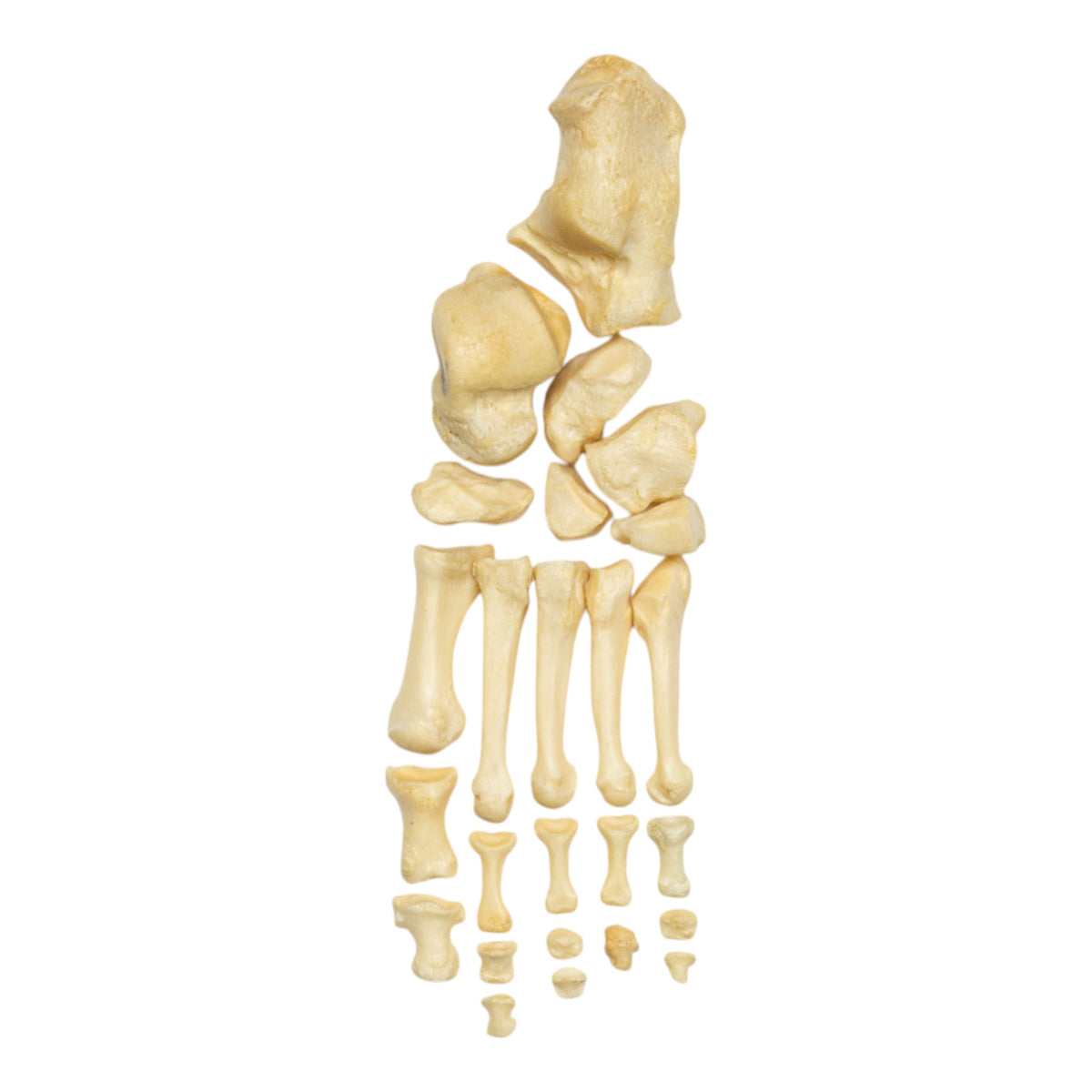 Real Human Foot For Sale — Skulls Unlimited International, Inc.