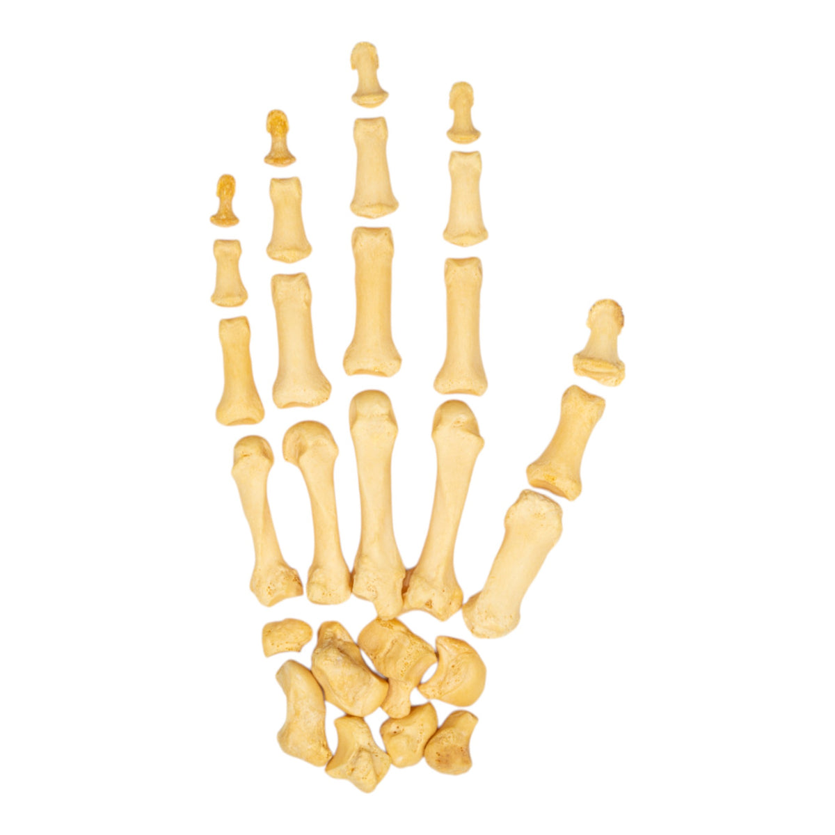 Real Human Antique Hand For Sale — Skulls Unlimited International, Inc.