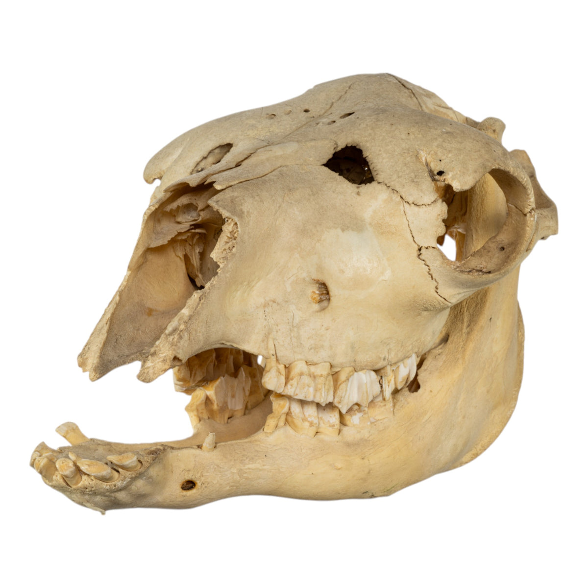 Real Bactrian Camel Skull For Sale — Skulls Unlimited International, Inc.