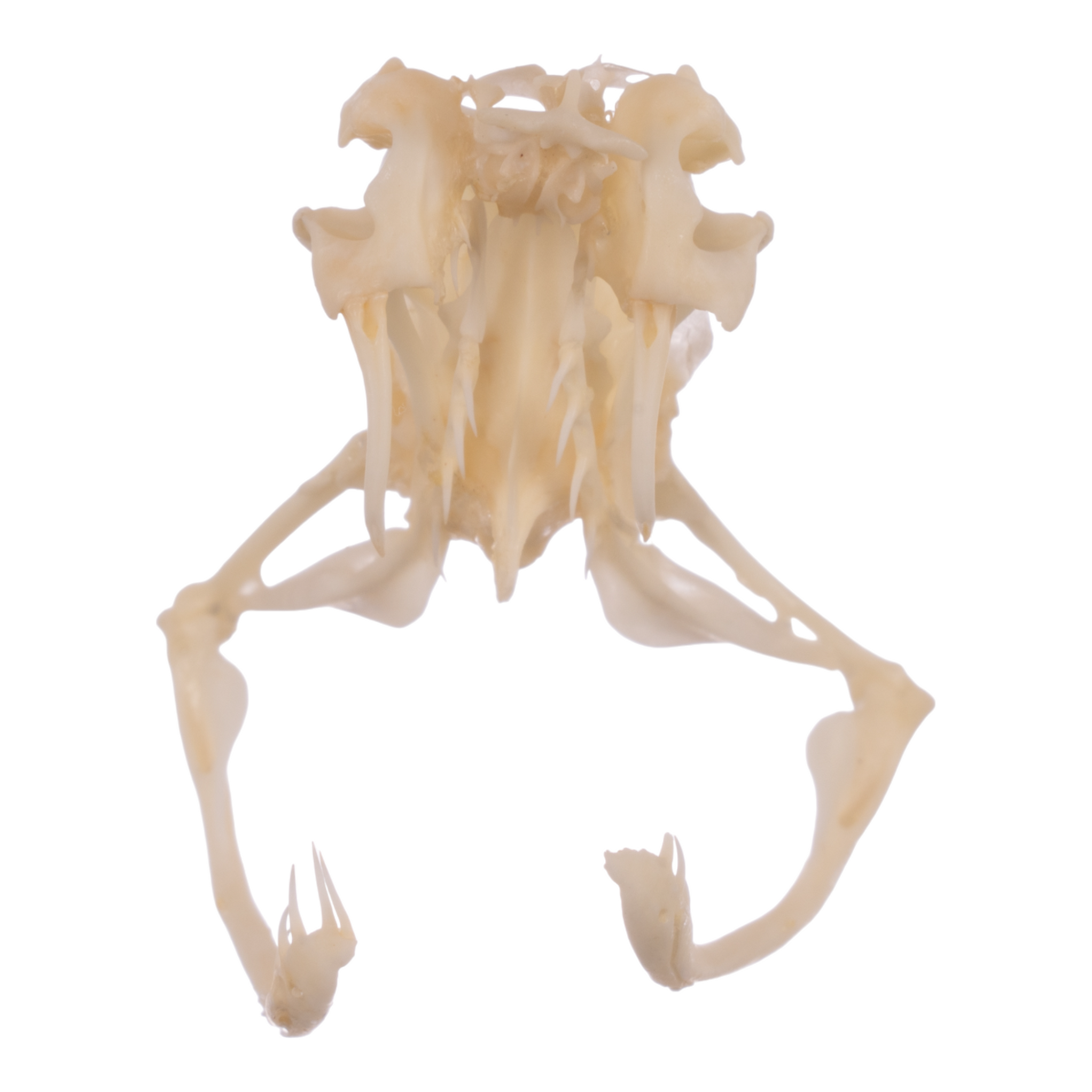 Real Western Diamondback Rattlesnake Skull For Sale — Skulls Unlimited ...