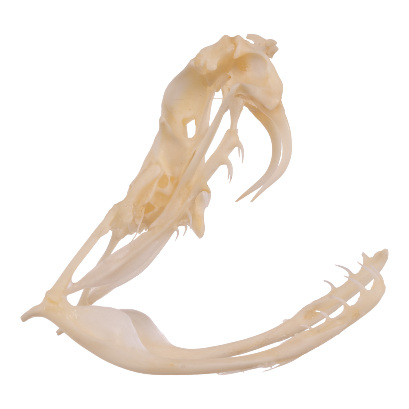 Real Western Diamondback Rattlesnake Skull For Sale — Skulls Unlimited ...
