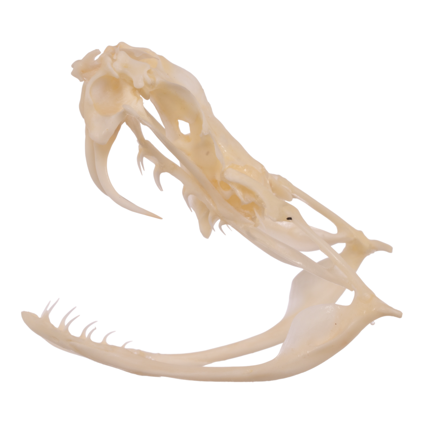 Real Western Diamondback Rattlesnake Skull For Sale — Skulls Unlimited ...