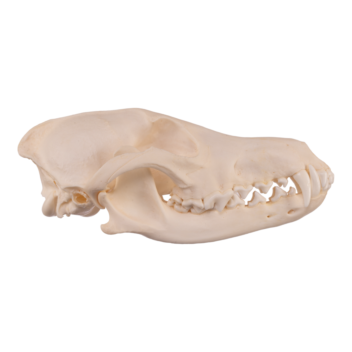 Real Coyote Skull For Sale — Skulls Unlimited International, Inc.