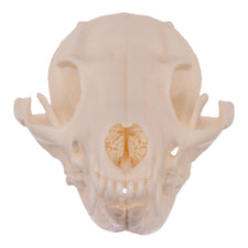 Real Gray Fox Skull For Sale — Skulls Unlimited International, Inc.
