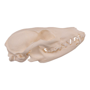 Real Gray Fox Skull For Sale — Skulls Unlimited International, Inc.
