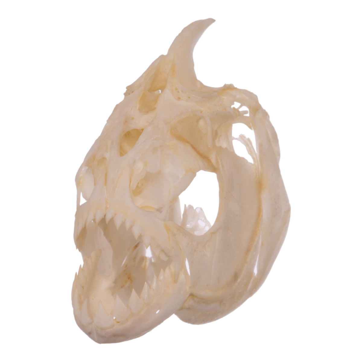 Real Red-bellied Piranha Skull For Sale — Skulls Unlimited ...