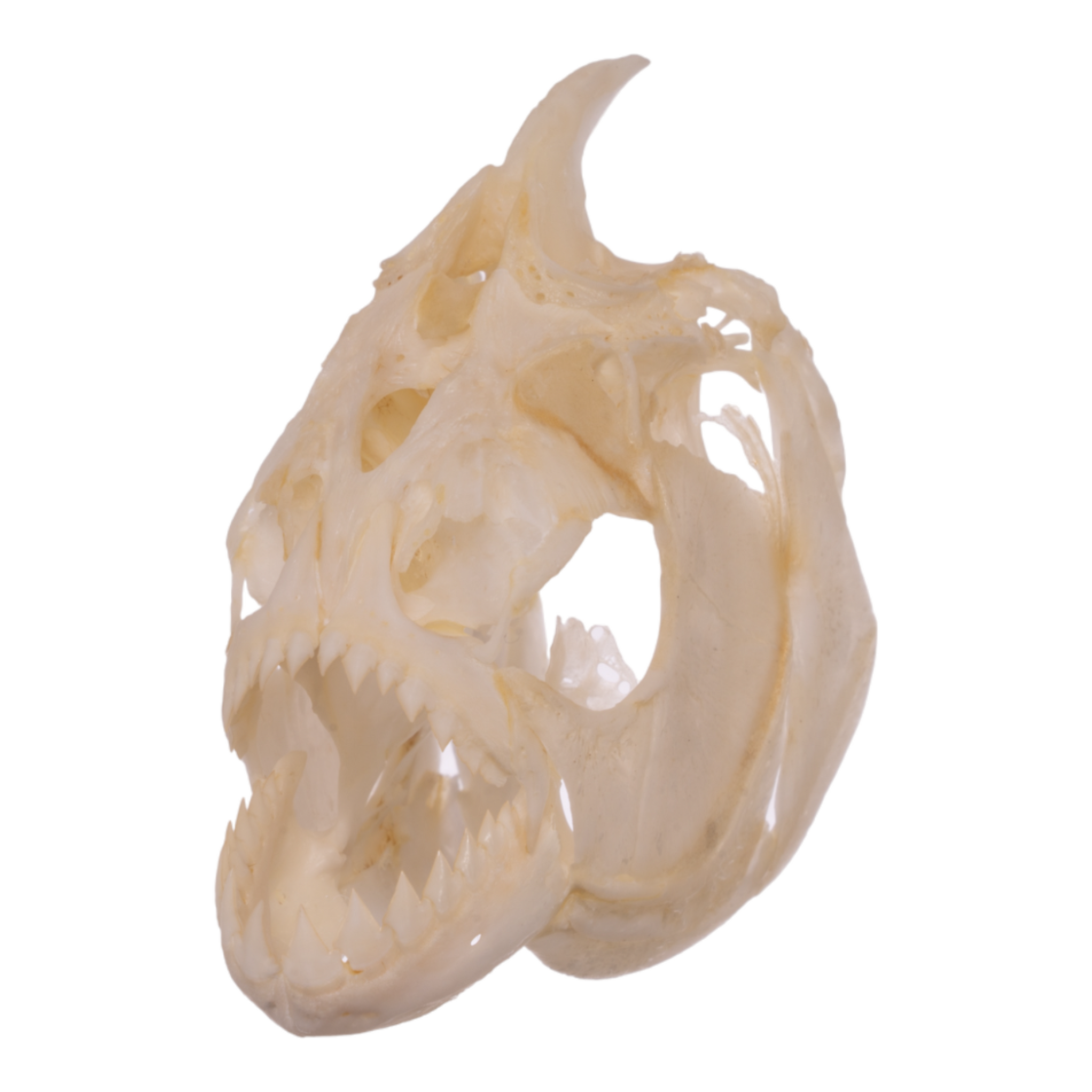 Real Red-bellied Piranha Skull For Sale — Skulls Unlimited ...