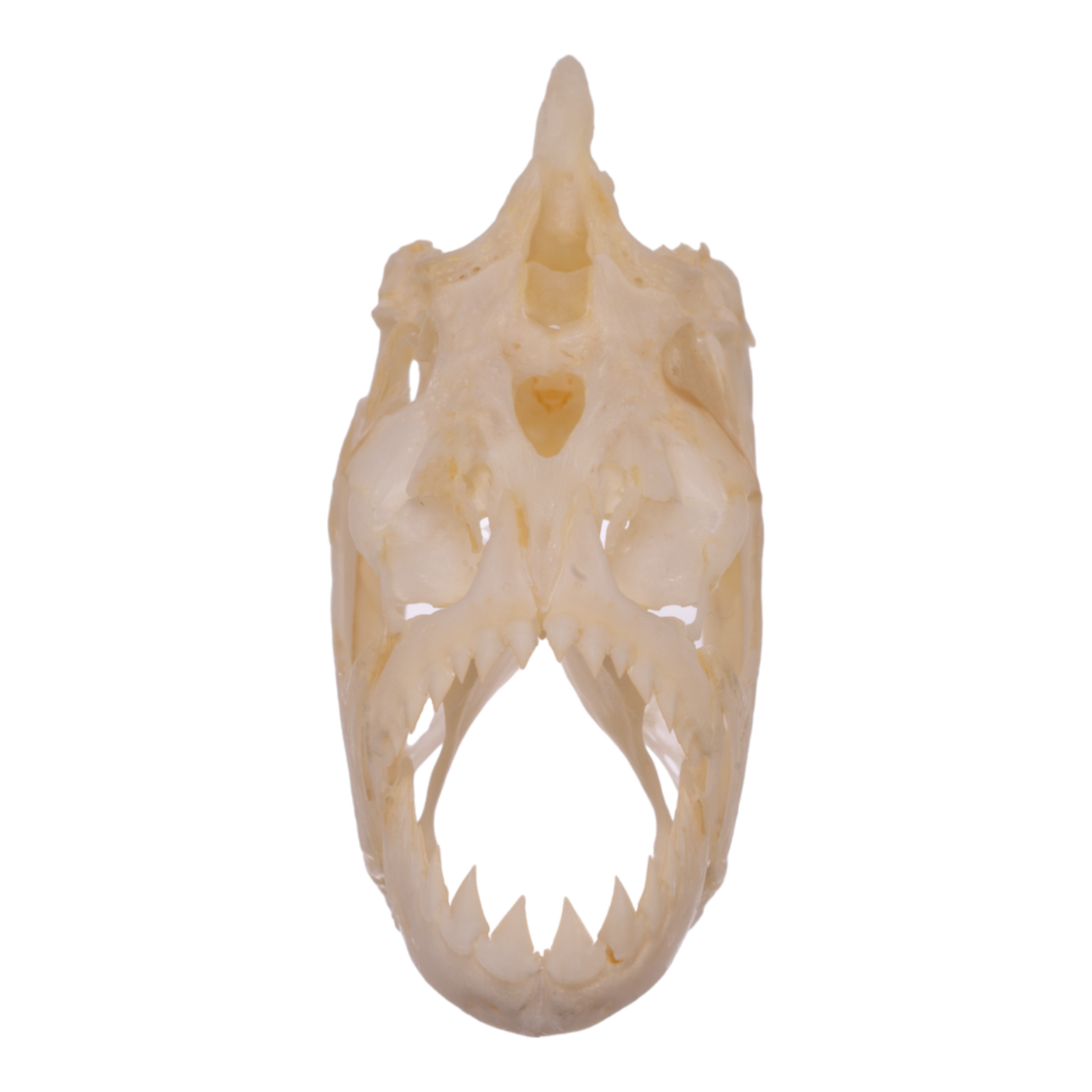 Real Red-bellied Piranha Skull For Sale — Skulls Unlimited ...