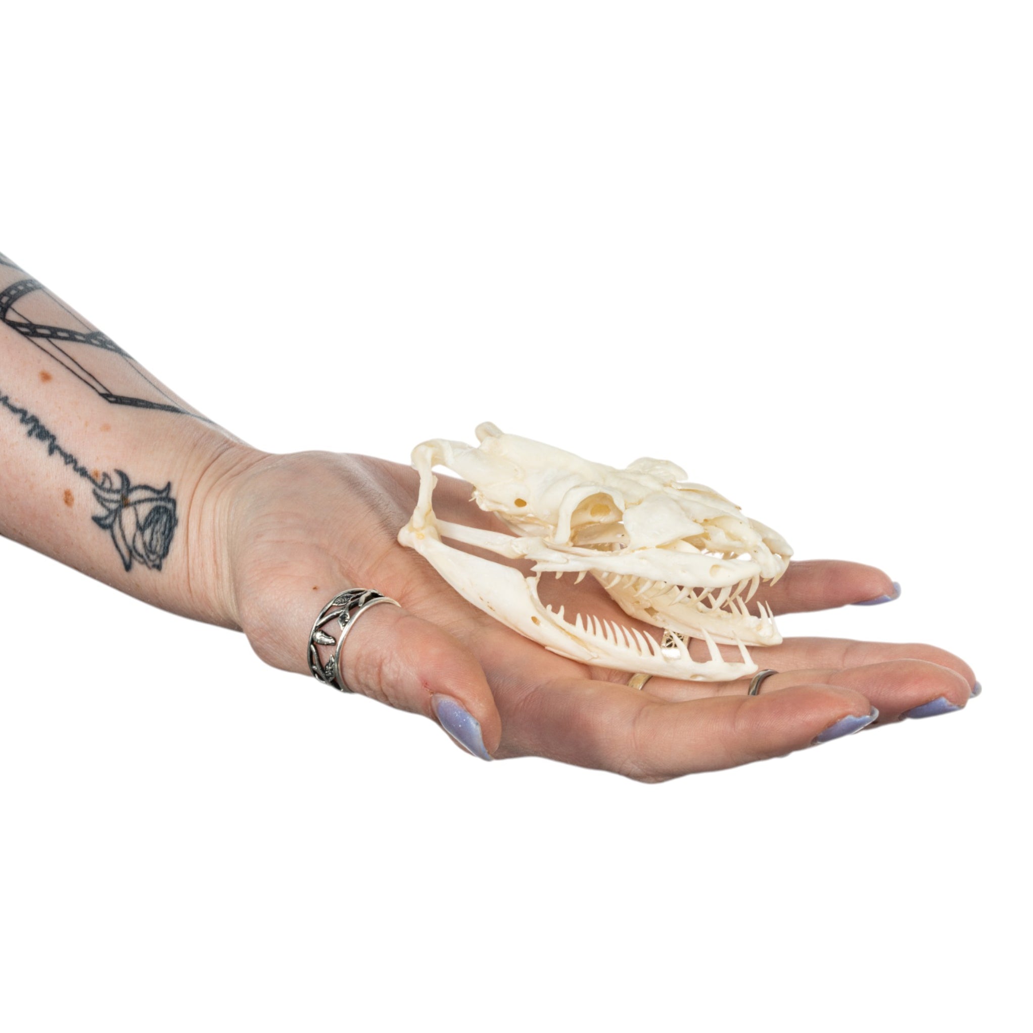 Real Reticulated Python Skull For Sale — Skulls Unlimited International ...