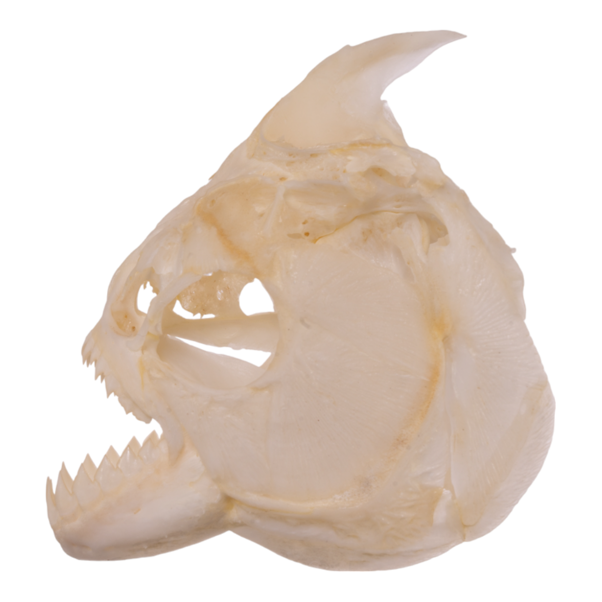 Real Red-bellied Piranha Skull For Sale — Skulls Unlimited ...
