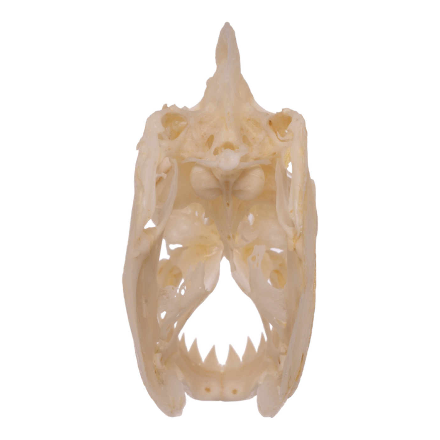 Real Red-bellied Piranha Skull For Sale — Skulls Unlimited ...