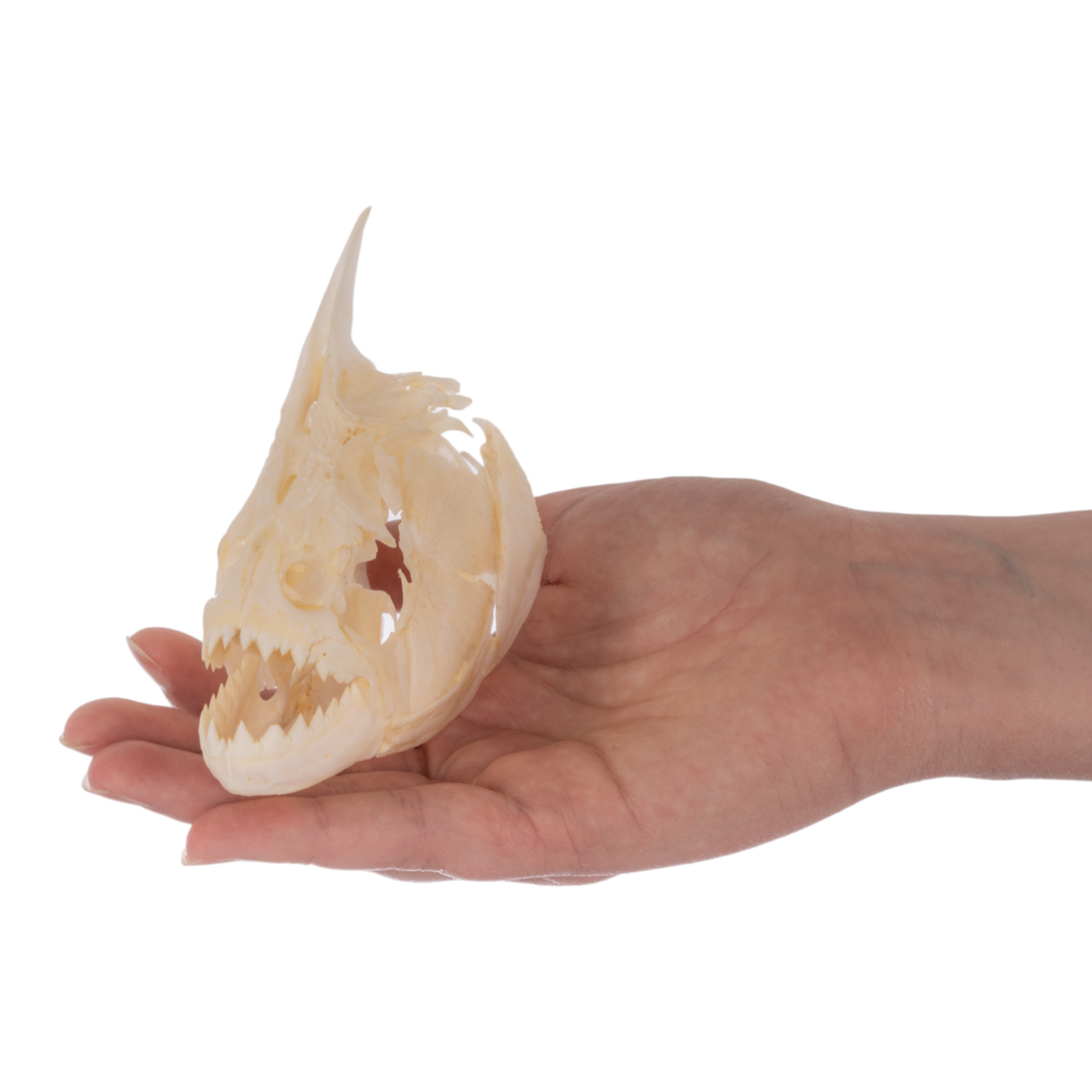 Real Redeye Piranha Skull For Sale — Skulls Unlimited International, Inc.