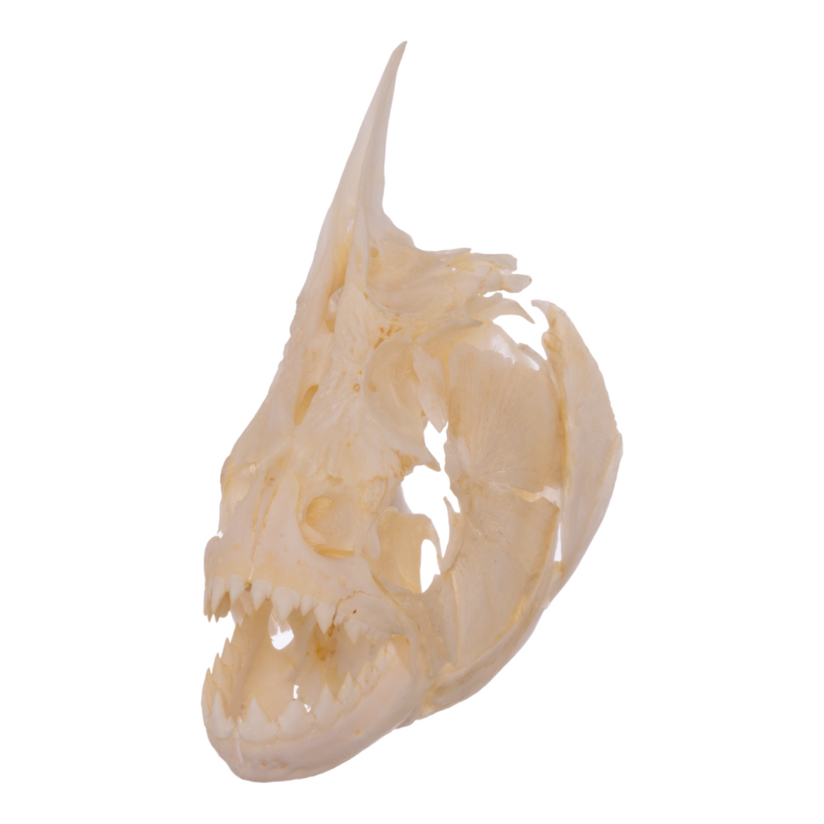 Real Redeye Piranha Skull For Sale — Skulls Unlimited International, Inc.