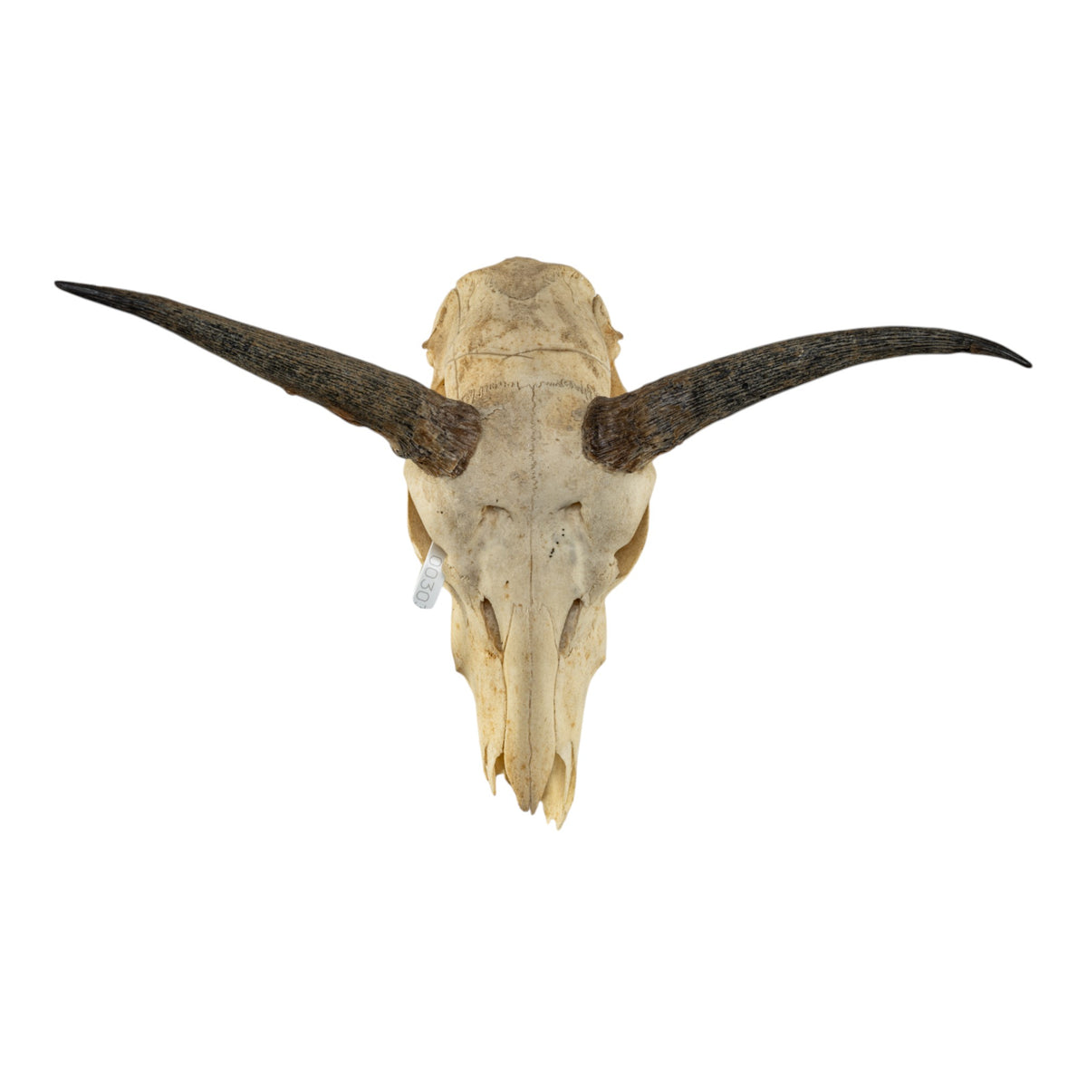 Real Bohor Reedbuck Skull For Sale — Skulls Unlimited International, Inc.