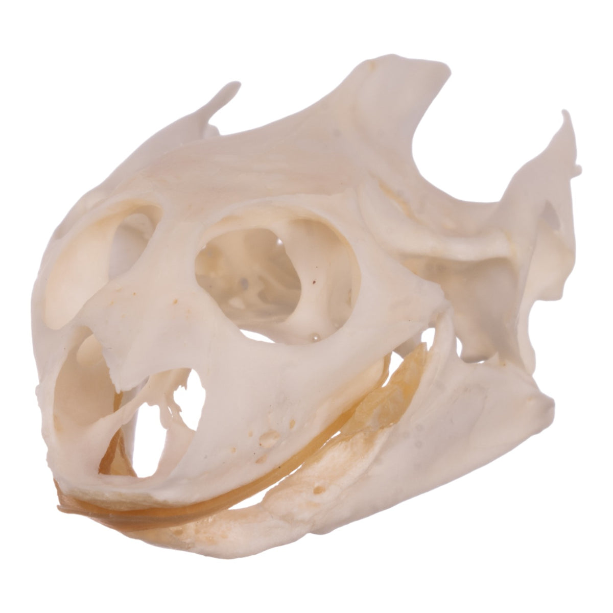 Real Softshell Turtle Skull and Shell For Sale — Skulls Unlimited ...
